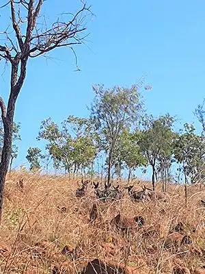 Township of Bulman - Cross Solutions